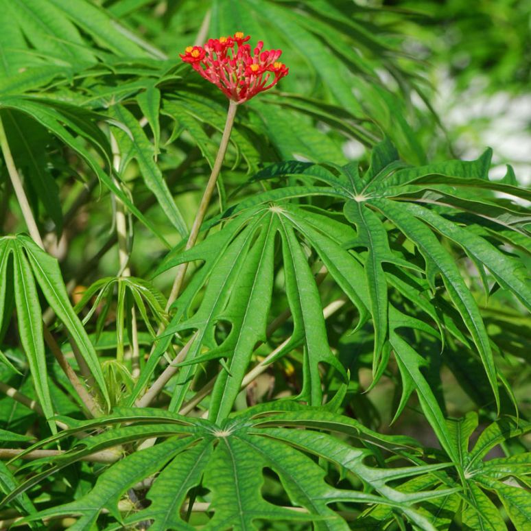 MANFAAT JARAK CINA | Gudang Tips