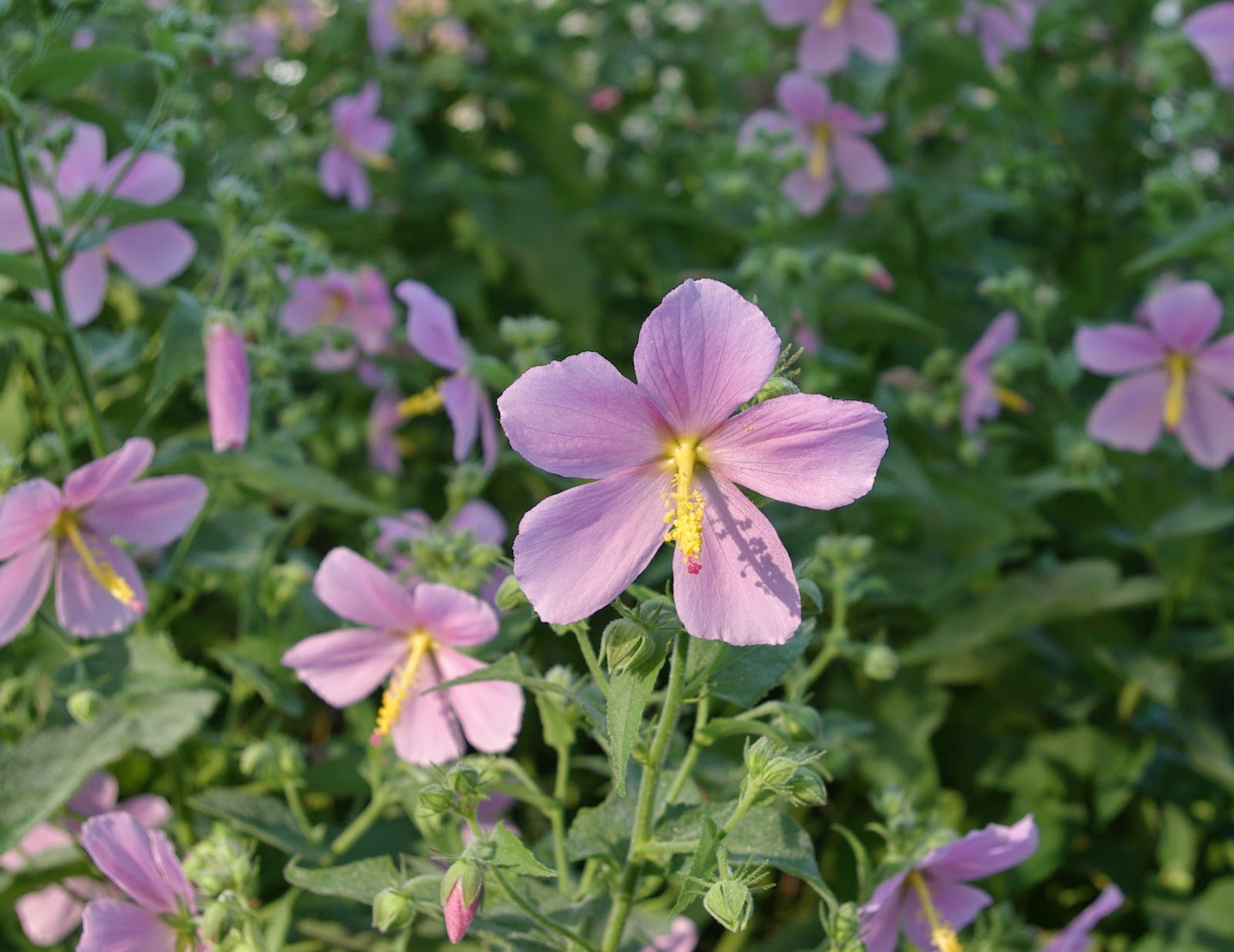 sweetbay: Blooming Friday -- Seashore Mallow