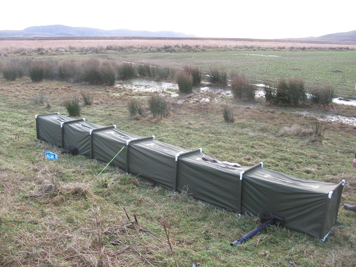 Islay Natural History Trust: Catching geese