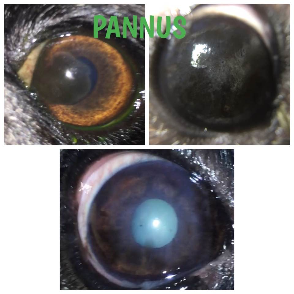 Albums 94+ Pictures Pictures Of Pannus In Dogs Excellent