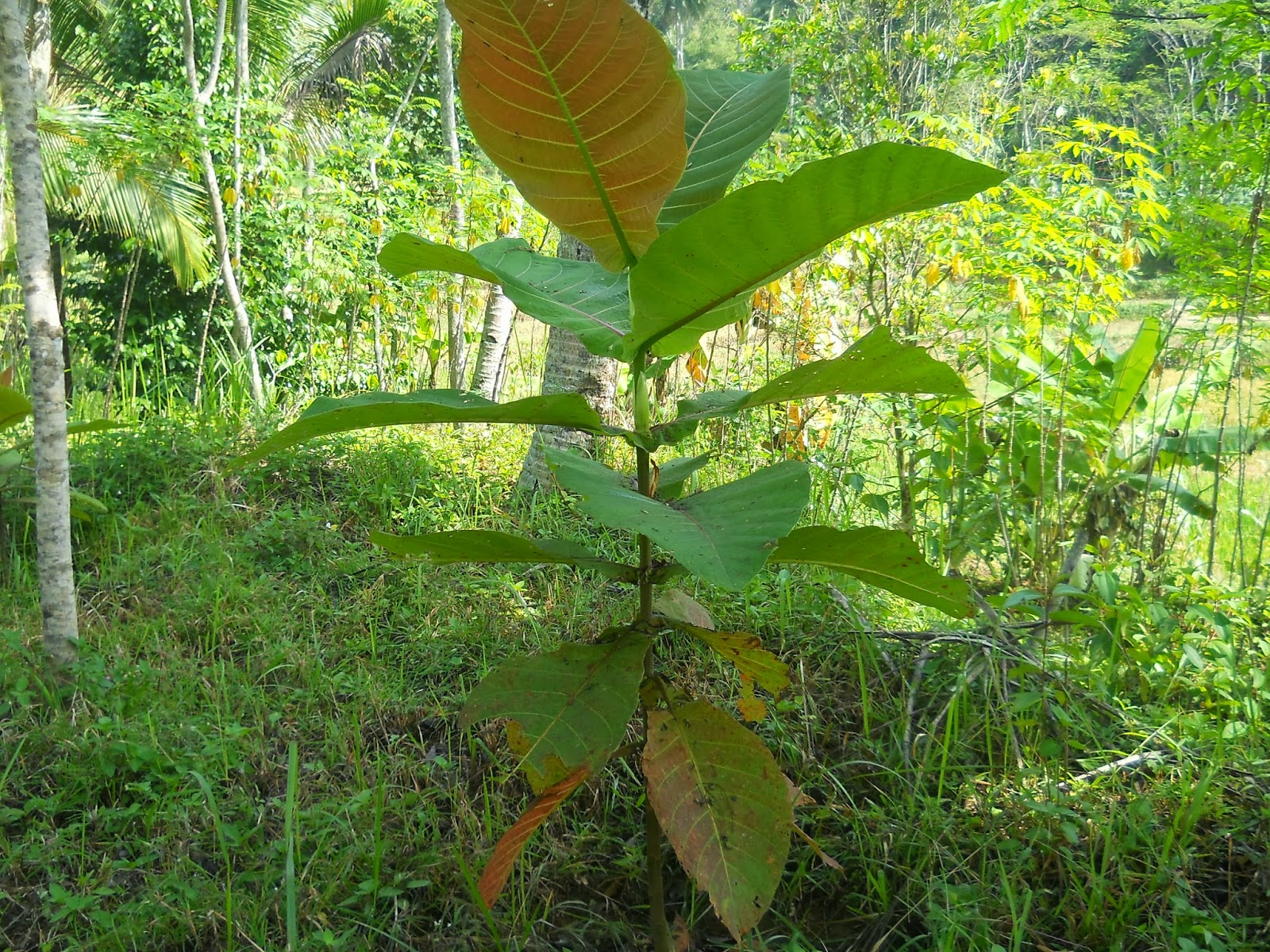 Pusat Bibit Unggul: Teknik Budidaya Tanaman Jabon di Era Sekarang