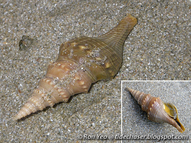 tHE tiDE cHAsER: Marine Snails of Singapore