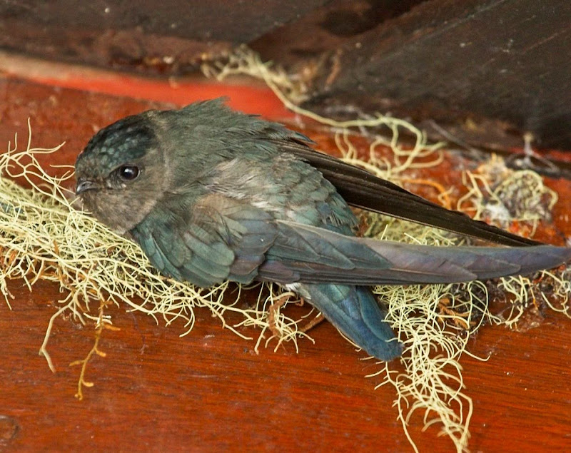 Σαλαγγάνα - Ορνιθοπανίδα