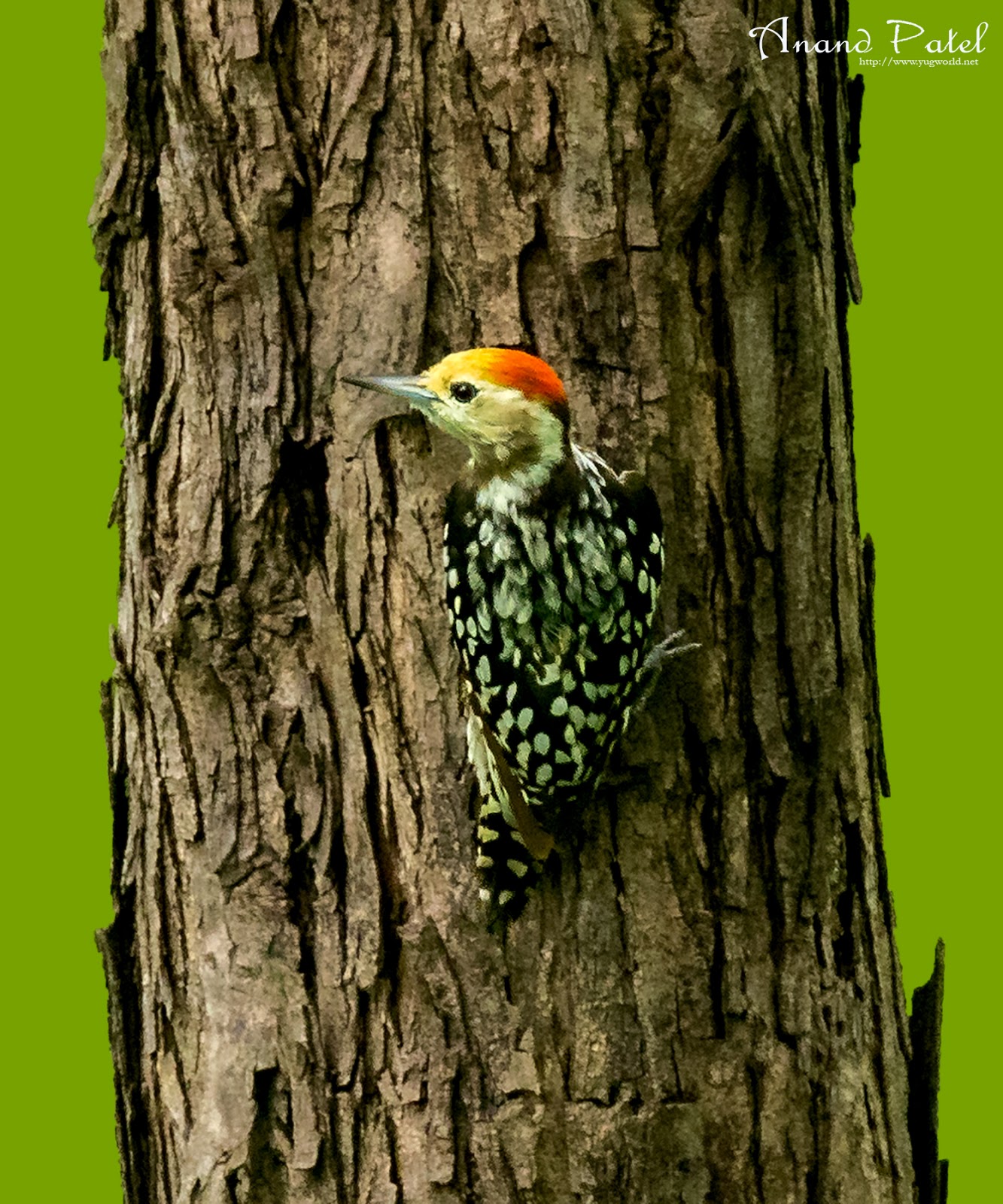 Yellow-crowned Woodpecker | YuGWoRLD
