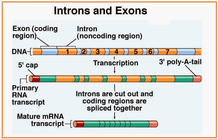 BIOLOGI GONZAGA: February 2010