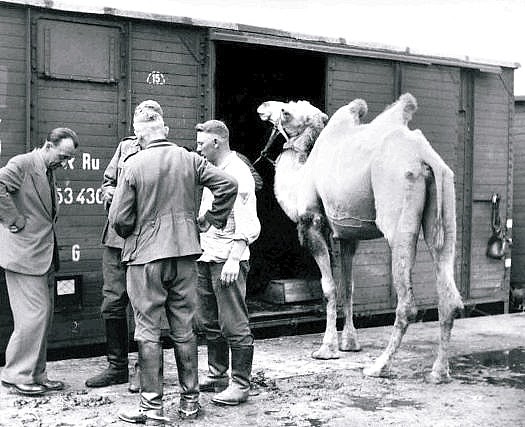 NAZI JERMAN: Foto Kamel (Unta) dan Tentara Jerman