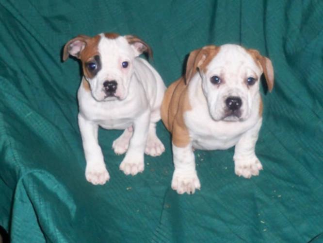 English Bulldog Beagle | Dog Beagles