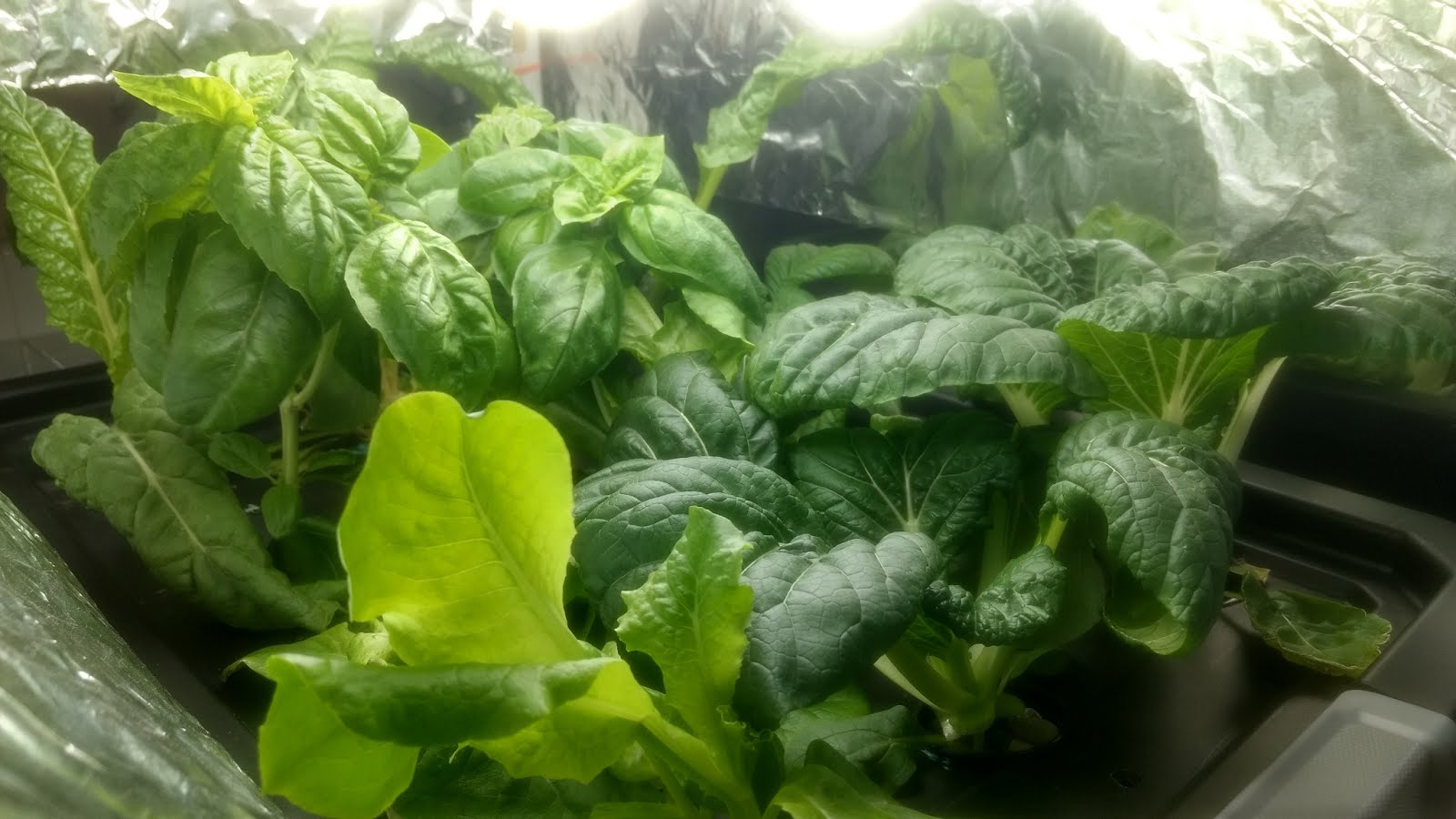 DWC Growth Log -- Week of 6/30 | Greens and Machines