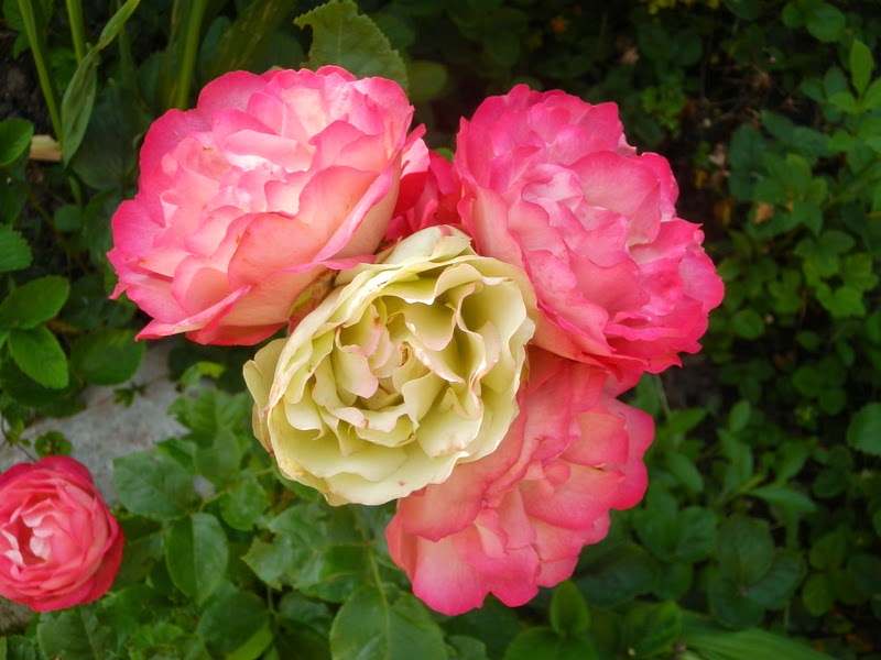 Het Bloeiende Buitenleven: ROSA ´ACROPOLIS´