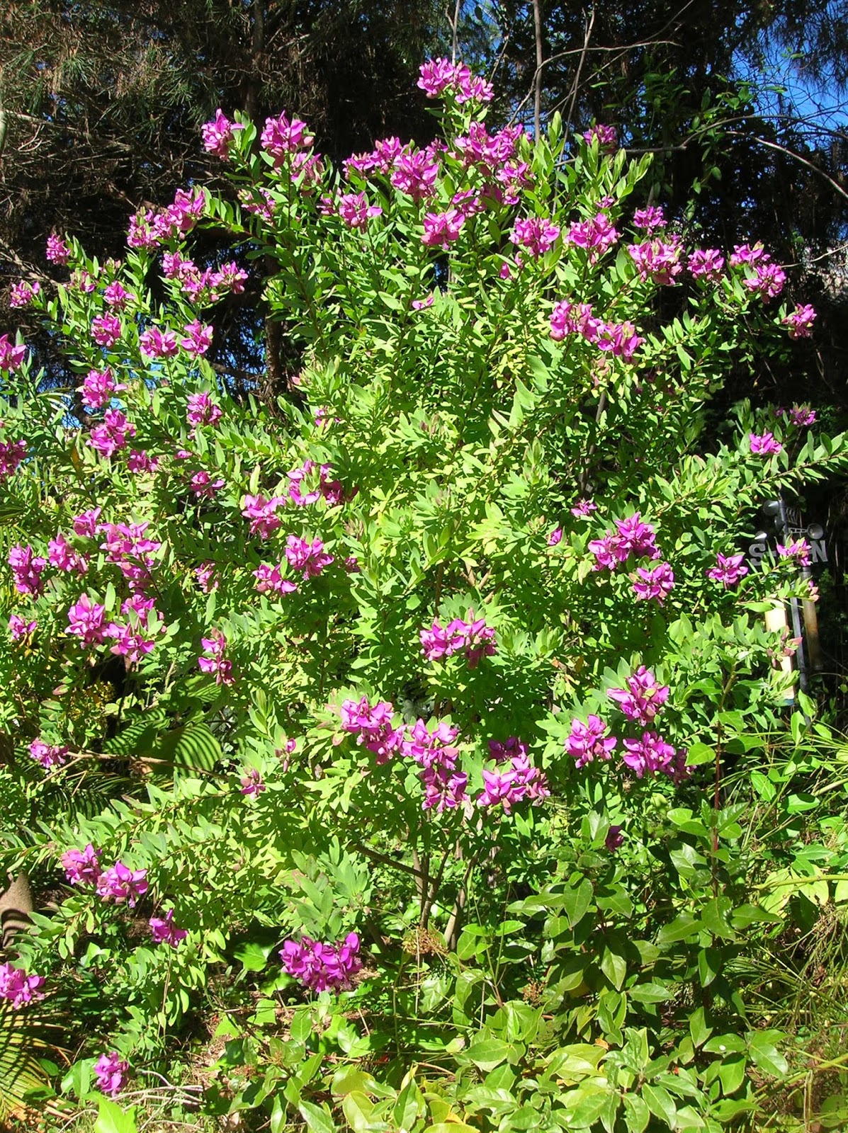 Recregarden: POLYGALA MYRTIFOLIA