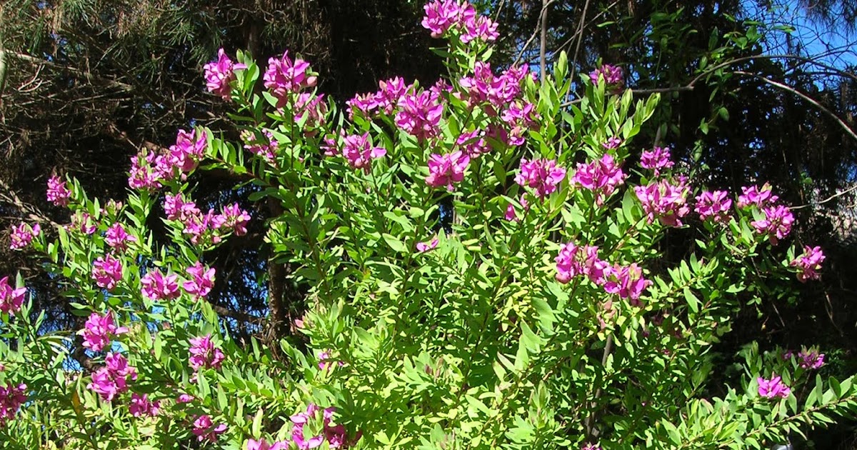 Recregarden: POLYGALA MYRTIFOLIA