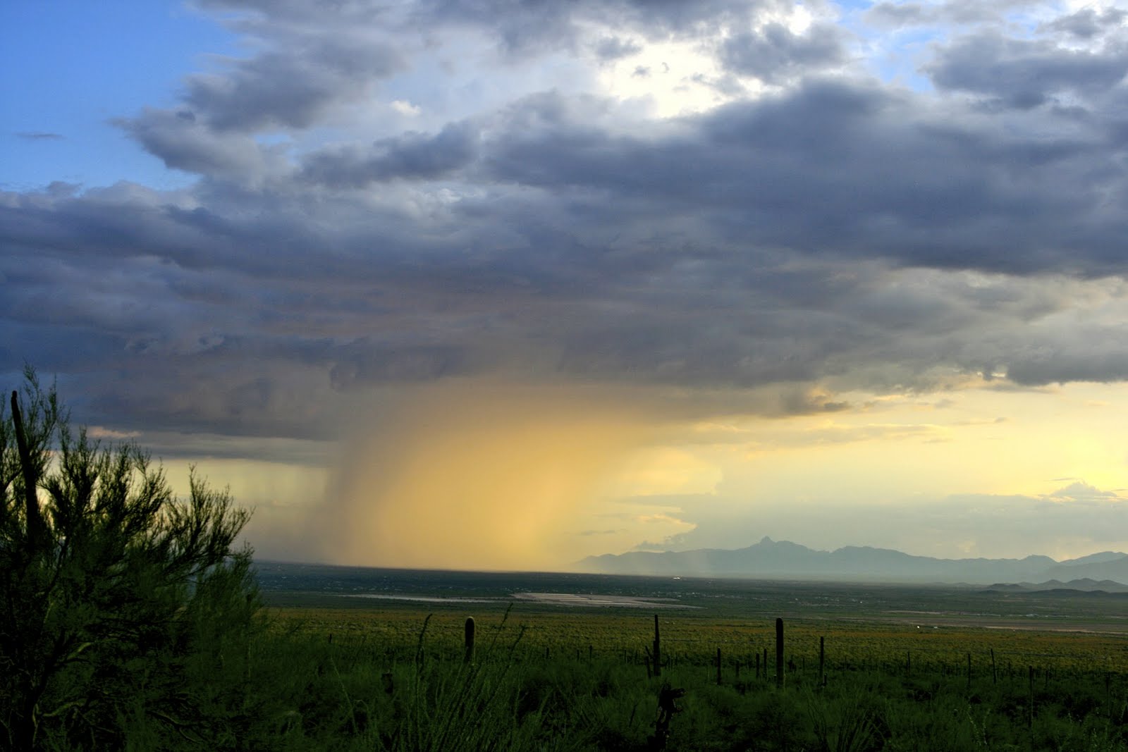 Sonoran Connection: Monsoon Season