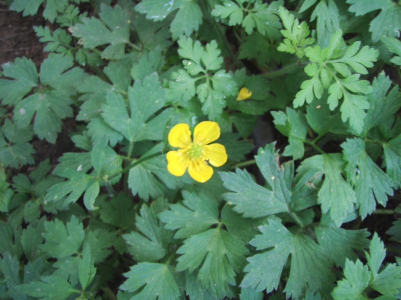 Backyard Patch Herbal Blog: Cauldron of herbs for Halloween