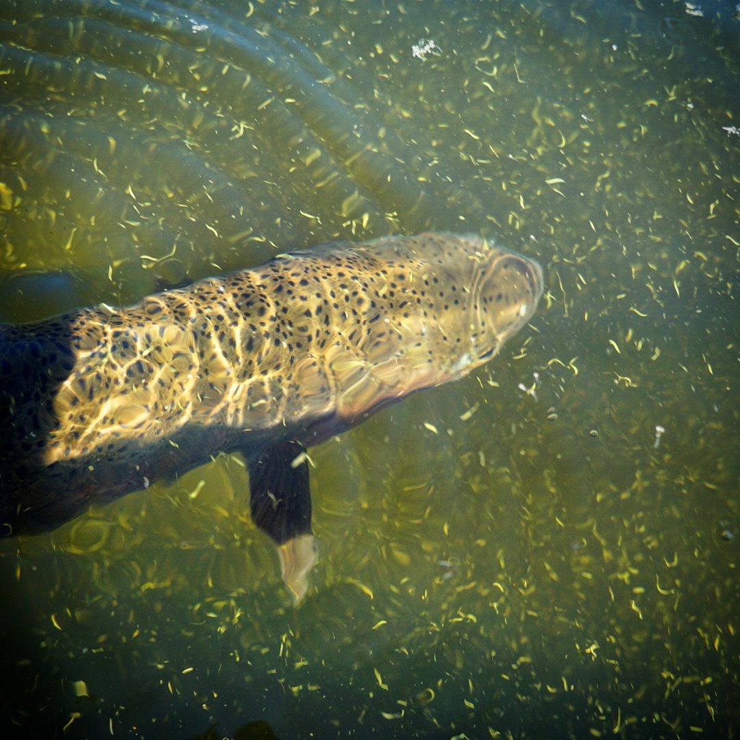 Rogue River and Southern Oregon Fly Fishing Guide: Where to fish in ...