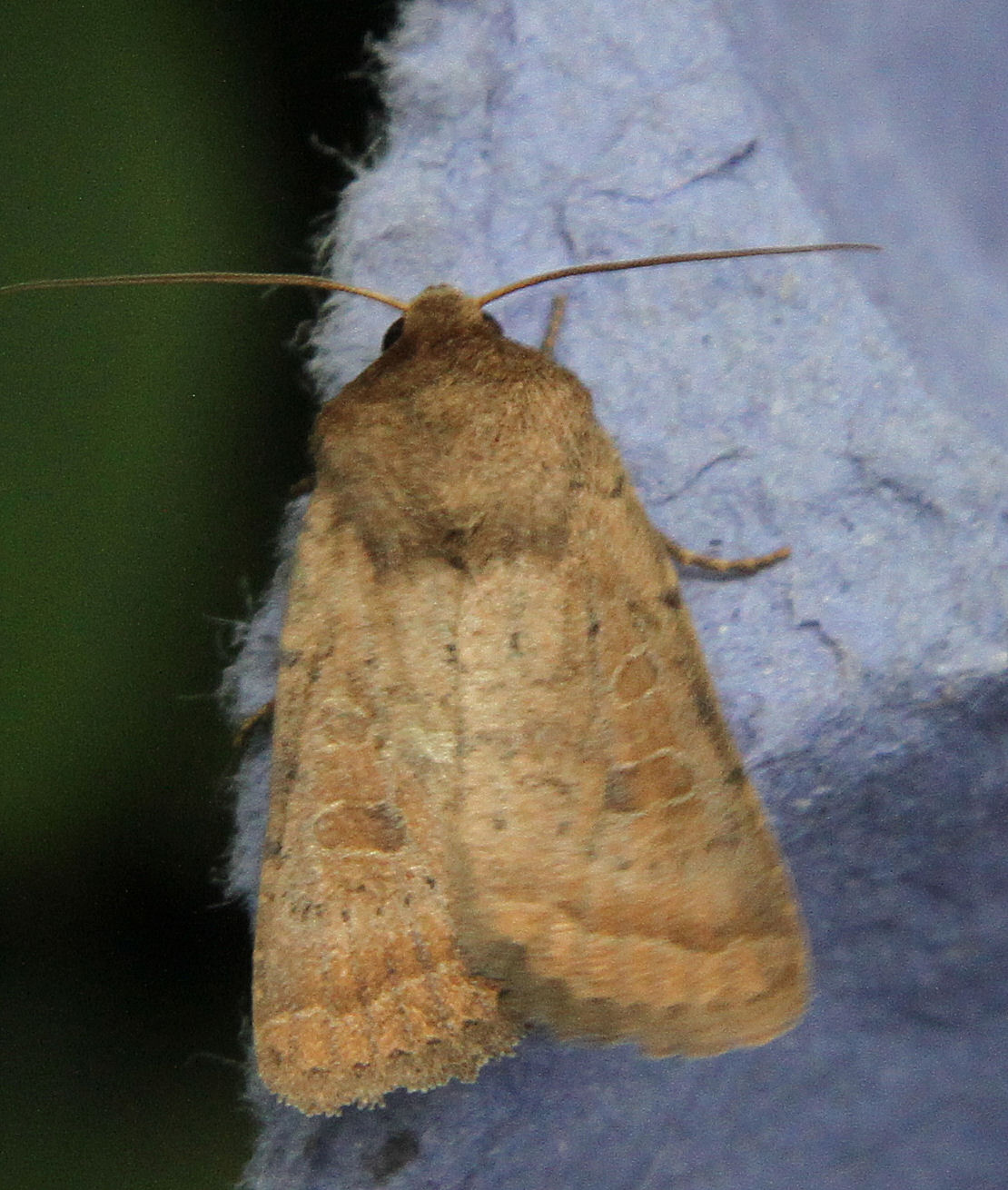 Birding with Flowers: June Moths