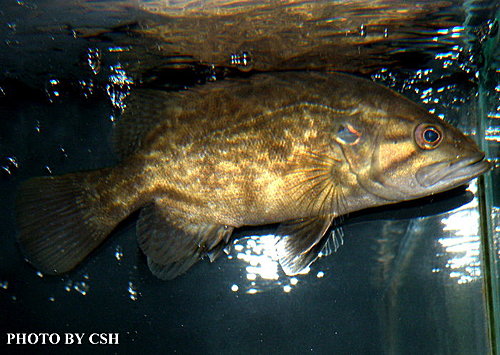 金魚&水族快訊Goldfish & Aquarium Messages: 克萊斯勒系列圖鑑(Siniperca fish series ...