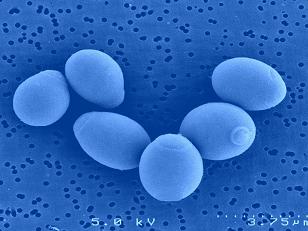 Saccharomyces sp: Saccharomyces sp