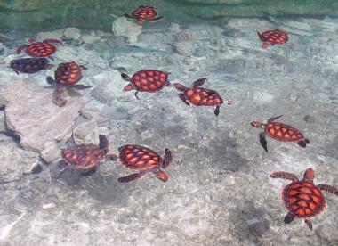 Polynesian: Images of Polynesian Animals