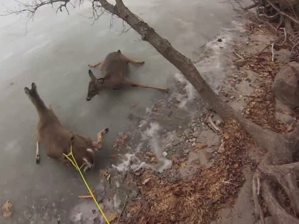 White Wolf : Father, son rescue 3 deer from frozen lake in Albert Lea ...
