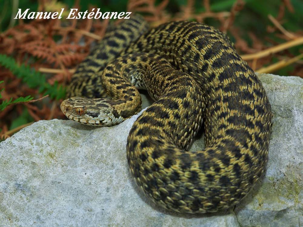 Miradas Cantábricas: Víbora de Seoane o cantábrica (Vipera seoanei ...