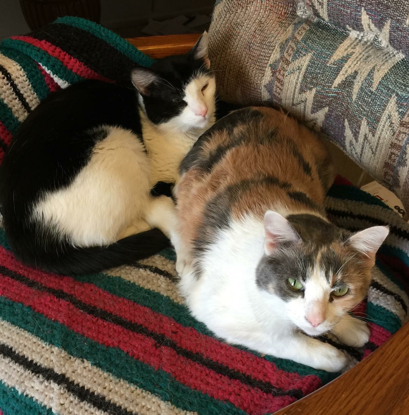 Tucson Daily Photo ~: Tucson cats need a forever (fur-ever!) home