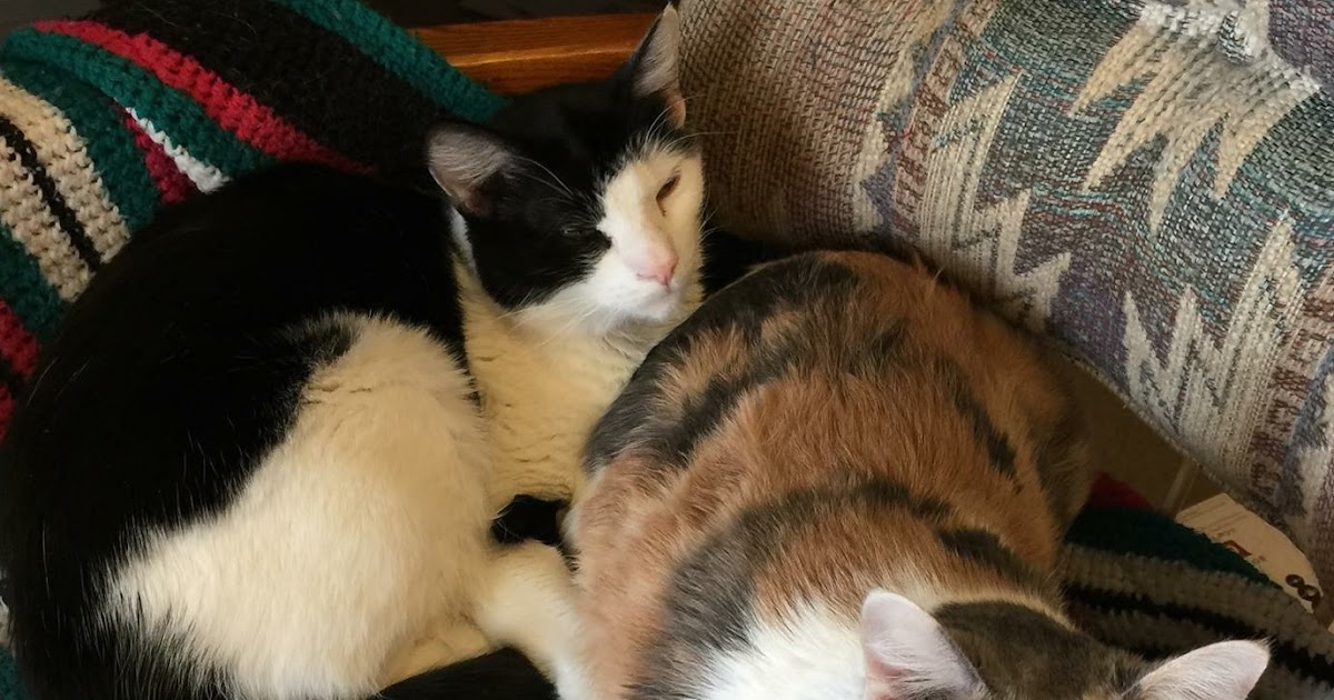 Tucson Daily Photo ~: Tucson cats need a forever (fur-ever!) home