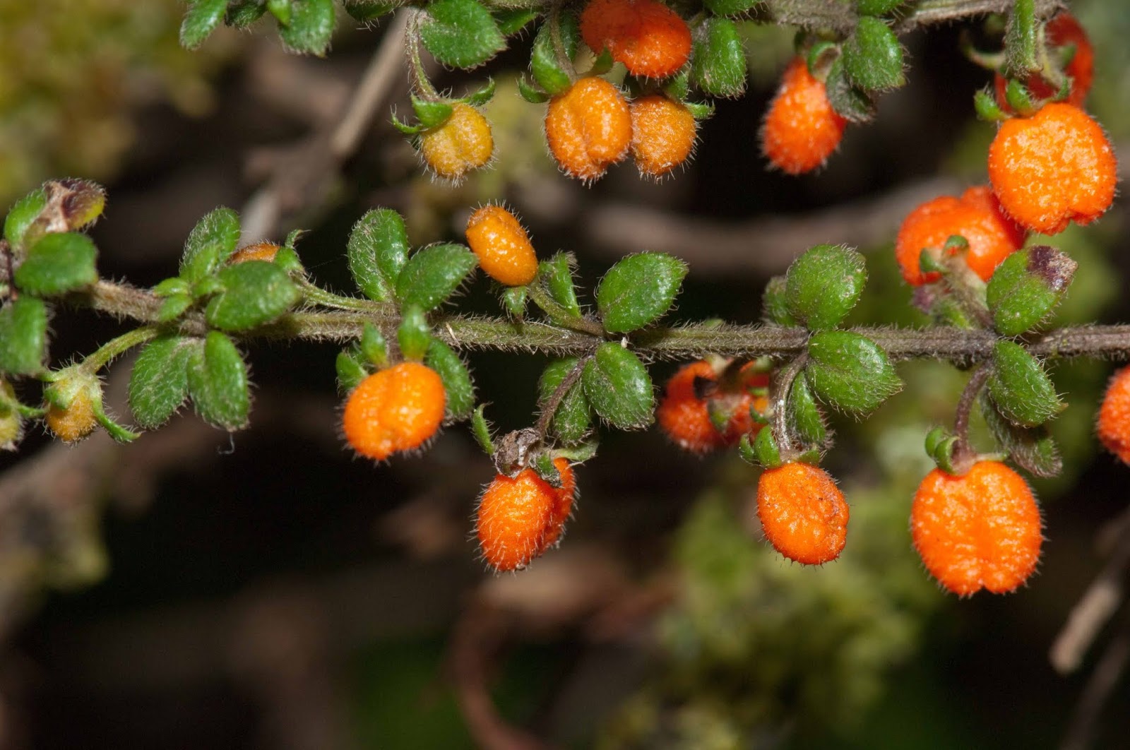 ANPP Animales y Plantas de Perú: Antanco o Chamiri - Relbunium ...