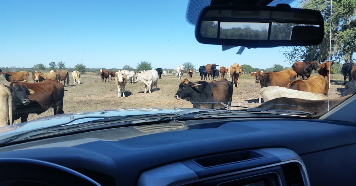 Homesteader Beef Blog : Calf Diarrhea or Scours in Cattle Herds and ...