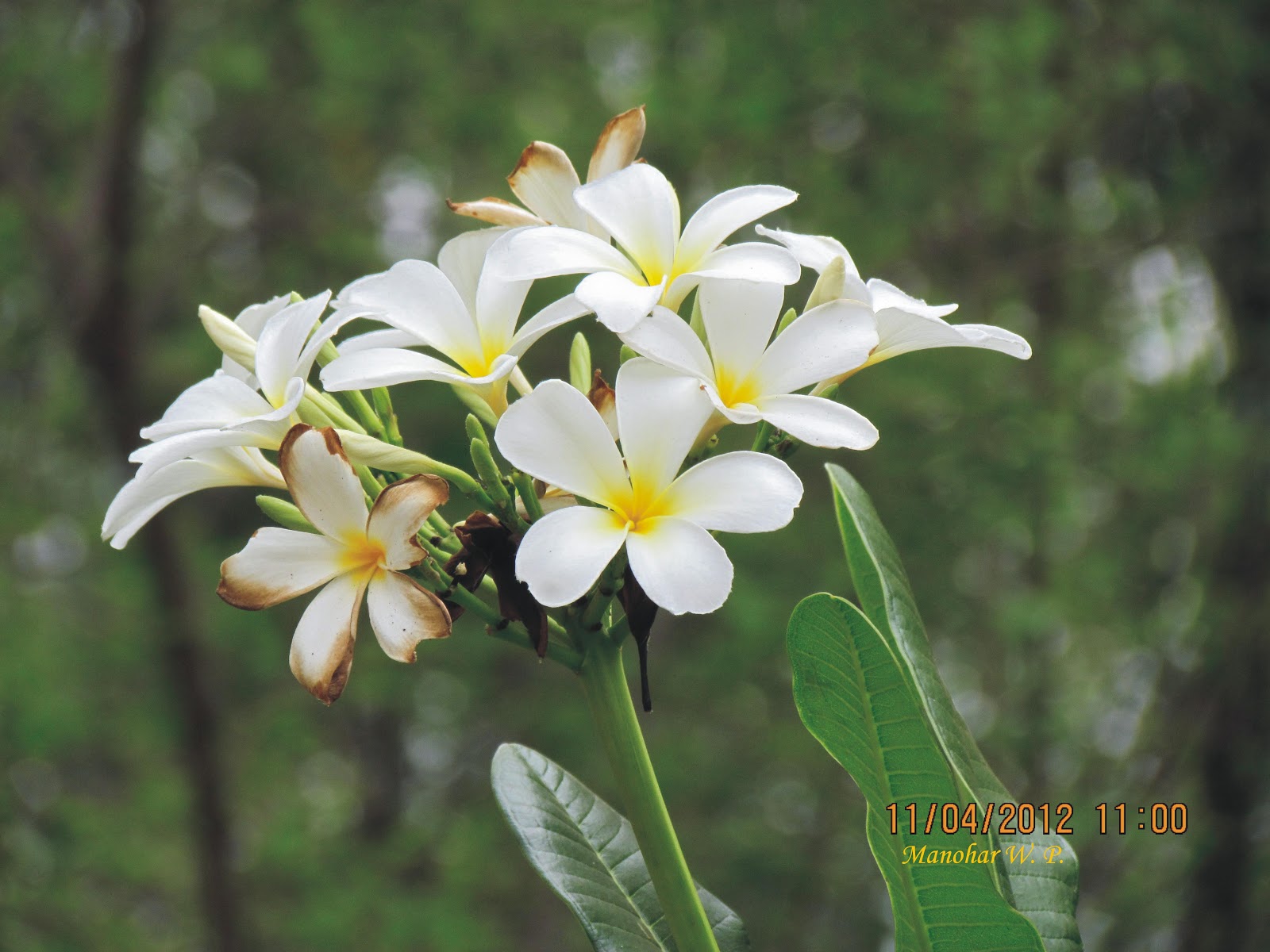 एक क्षण माझा : Chafa