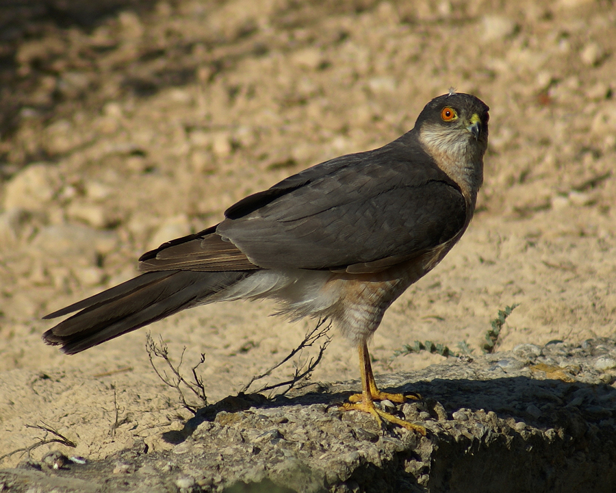 Pasión por las aves: Gavilán común.(Accipiter nisus)