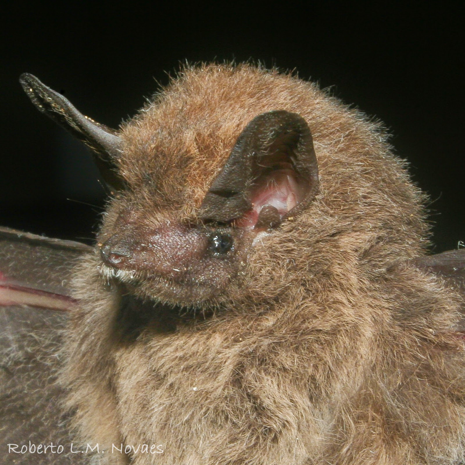 Morcegos do Brasil: Peropteryx macrotis
