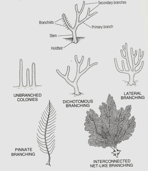 patterns in coral growth | pattern-logic