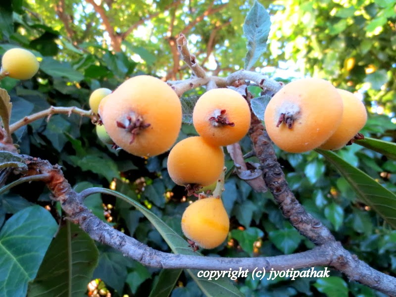 Taste of Nepal: Loquat Fruit of Nepal - लौकाट