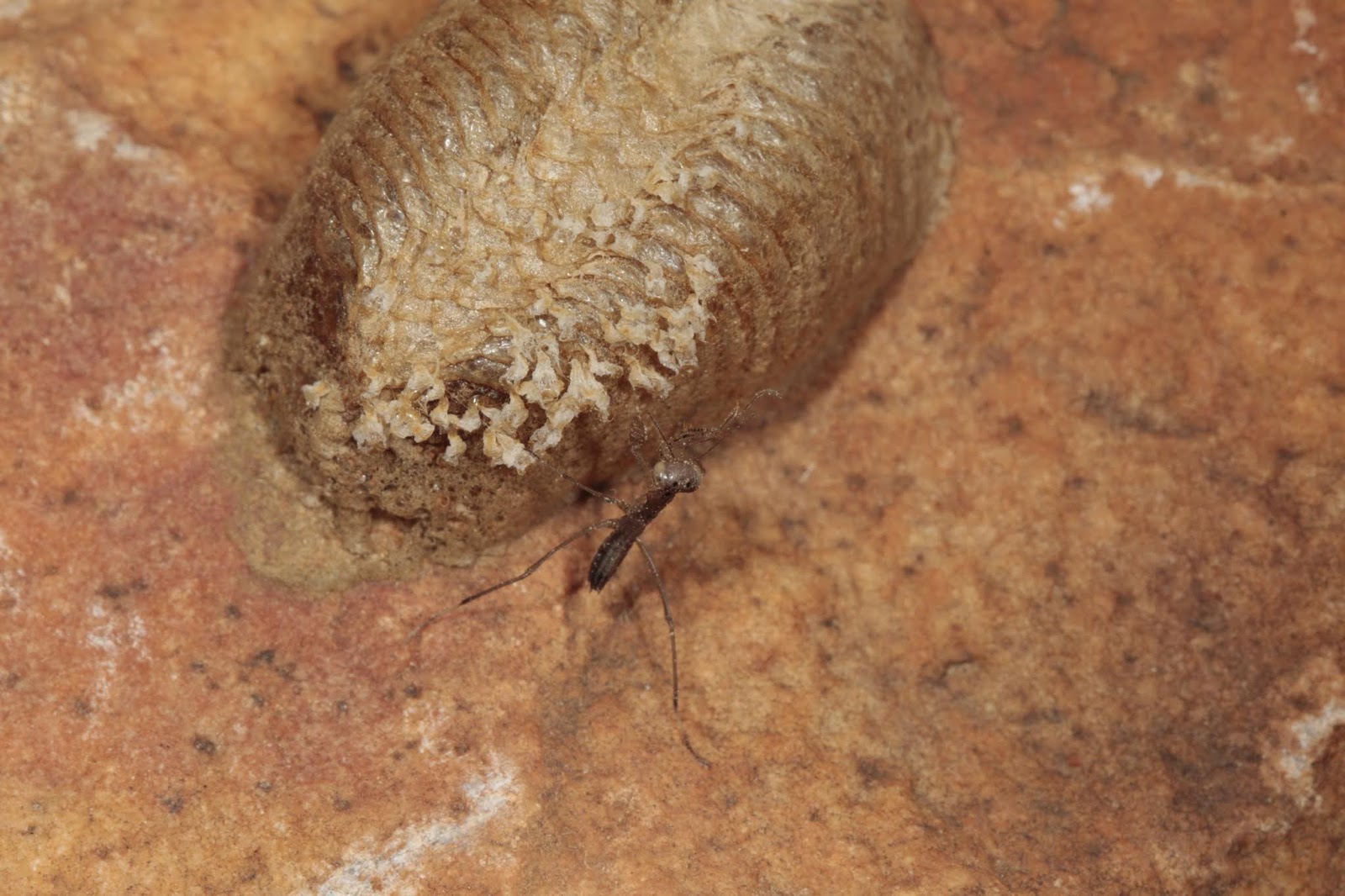 Los Ojuelos de Villarrubia de los Ojos: Nueva cita de la mantis sin ...