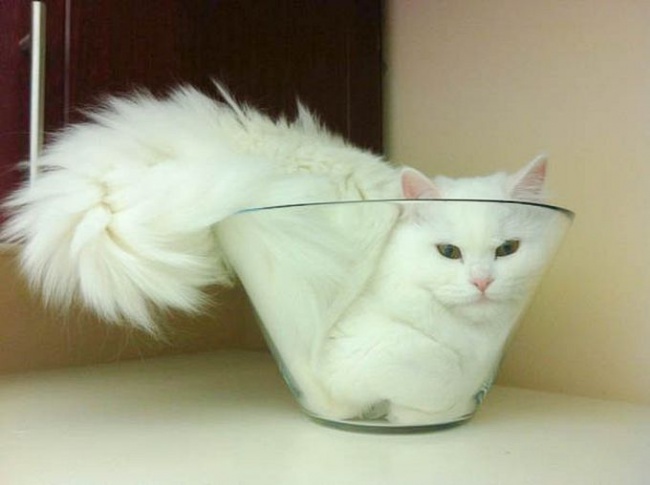 15 Fotos Que Provam Que Os Gatos São Líquidos