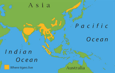 About Animal Tiger - Animals Point | DaddyFile