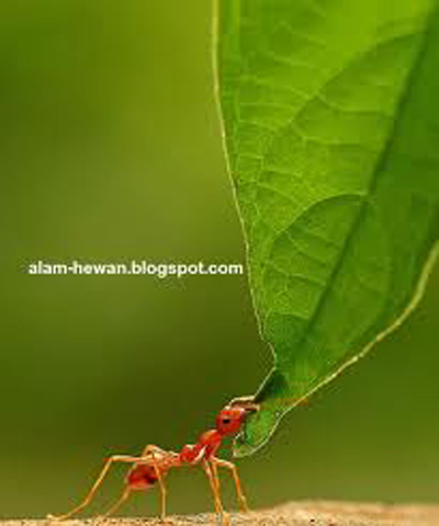 Foto semut asal Indonesia – Jati.id