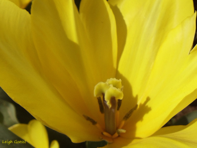 Photos by Leigh Goessl: In photos: Anatomy of a tulip