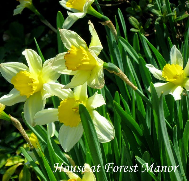 House at Forest Manor: Springtime in Reynolda Gardens