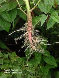 Bayam duri dan Khasiatnya untuk obat herbal - Tanaman Obat Herbal Keluarga