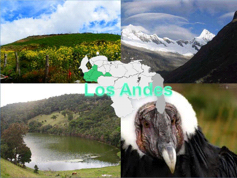 Ecorregiones de Venezuela.: Los andes