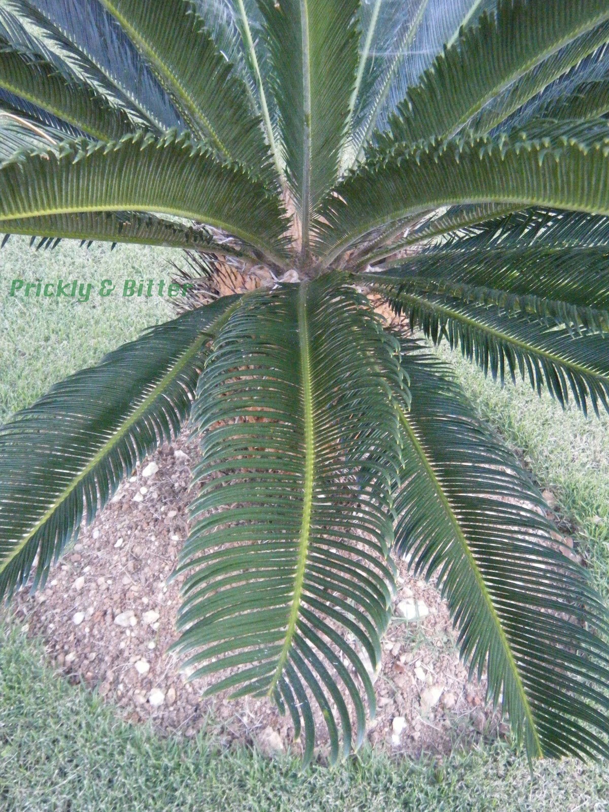 Prickly and Bitter: The spider cycad