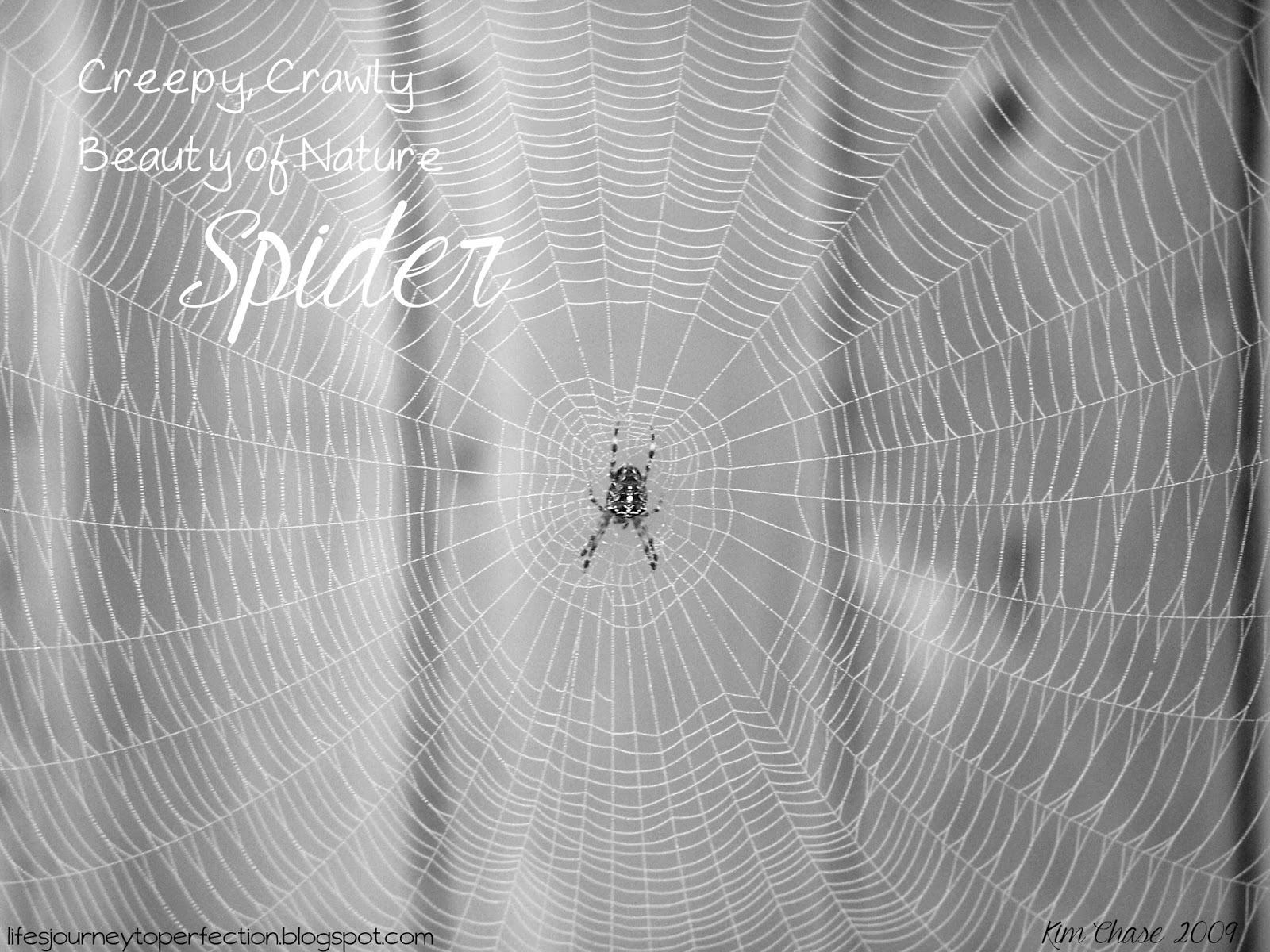 Life's Journey To Perfection: Day 11 of the 12 Days of Halloween Fun ...