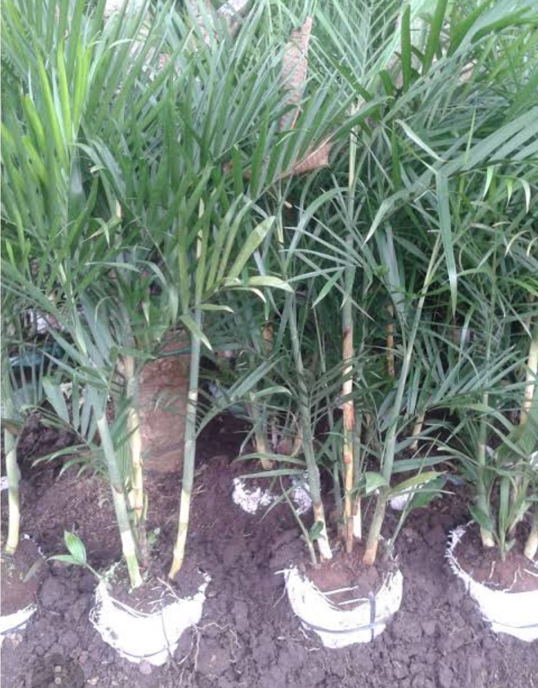 Info Terpopuler 25+ Gambar Palem Bambu