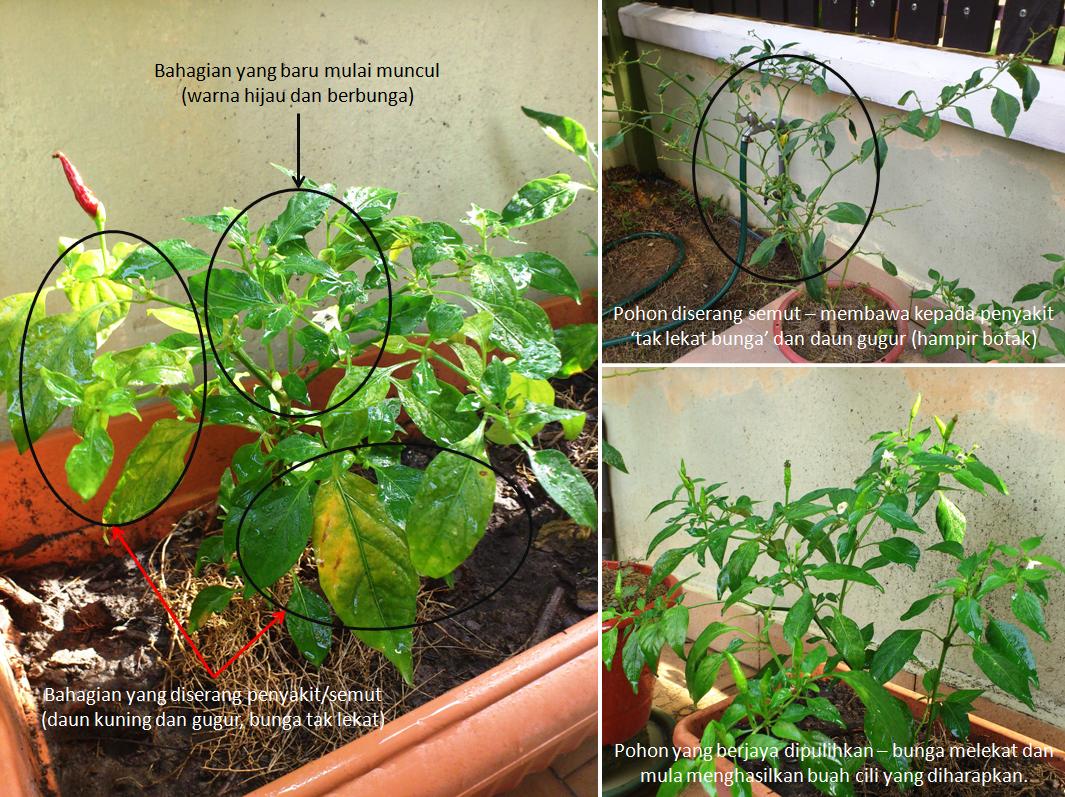 Dr Sepet Menulis: Update tanaman cili - "resilience" (foto)
