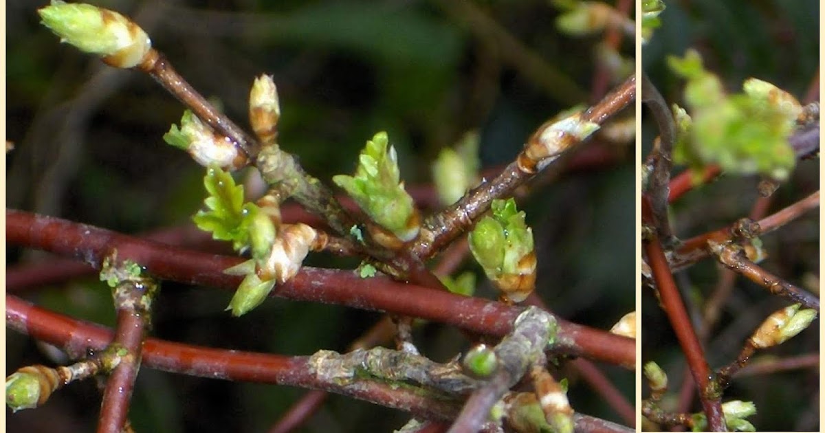 Karen`s Nature Photography: Cracked Leaf Buds Photo Collage.