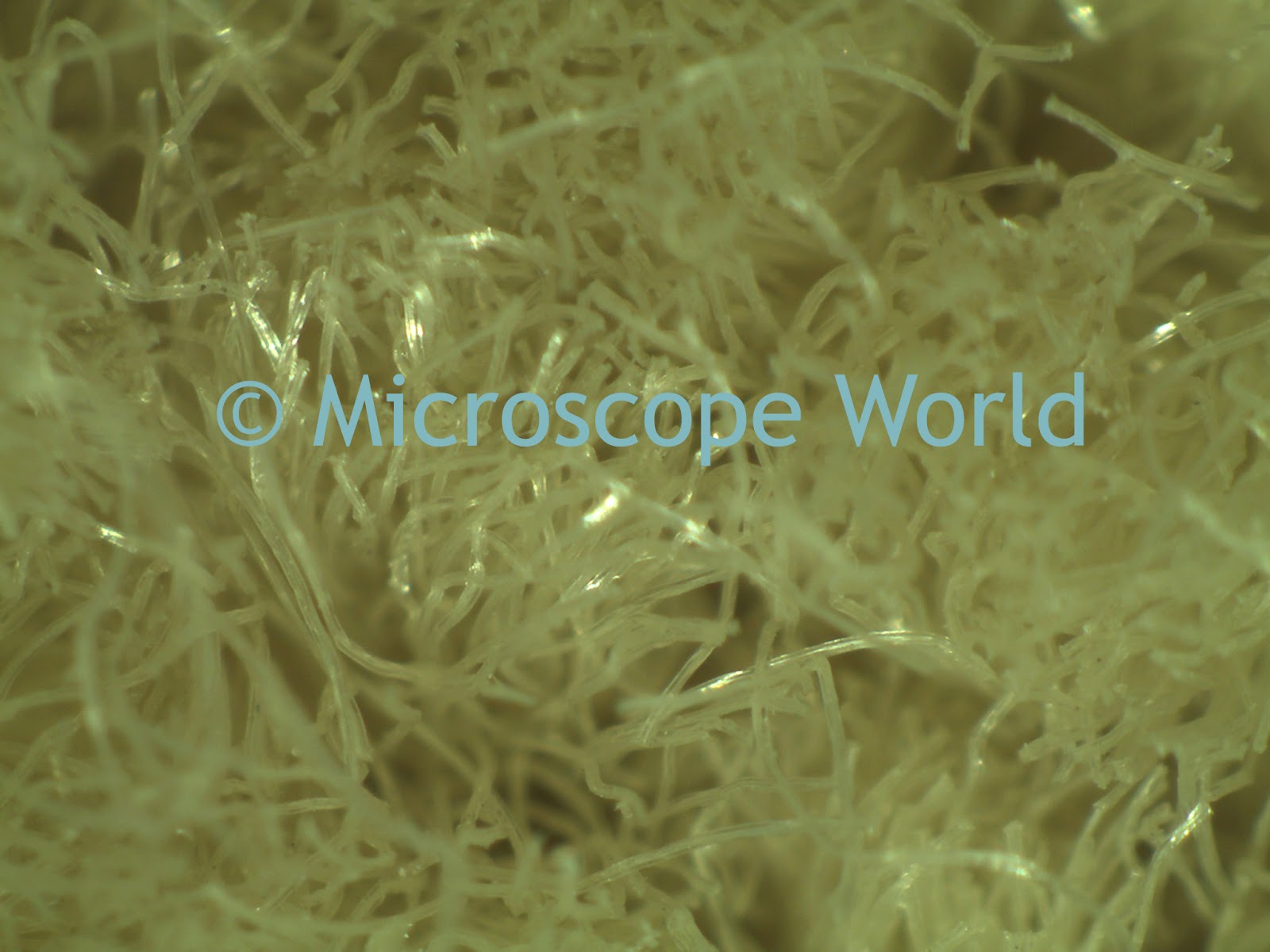 Microscope World Blog: Carpet under the Microscope