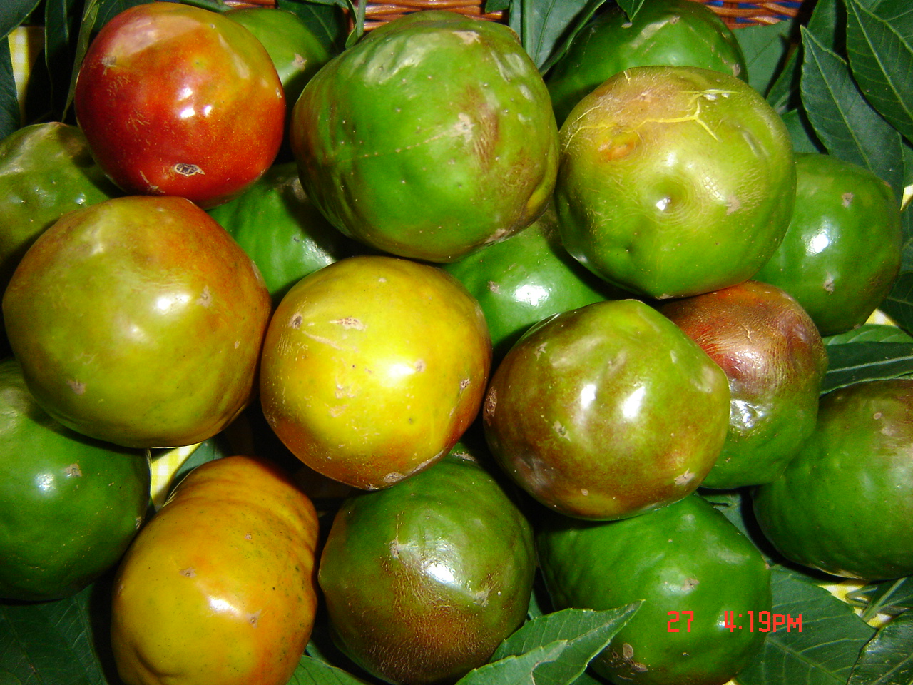 Aserrí se prepara para su VII Feria Nacional de Jocote