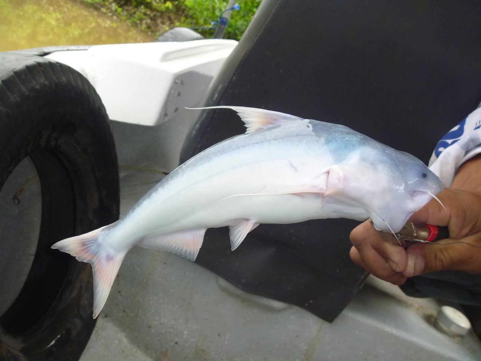 La Pesca Deportiva en Colombia Recreational Fishing: Bagre Azul, Raya ...