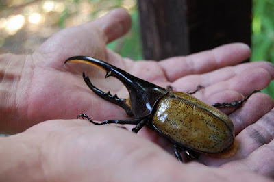 All About Wild Life Information: Hercules Beetle Info and Pictures